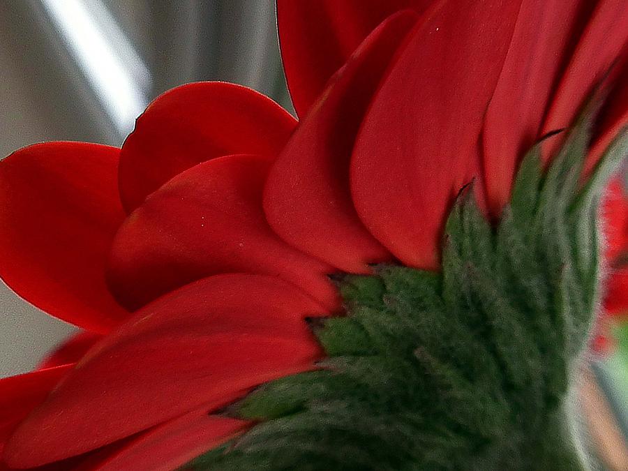 Red Photograph by Susan Knott - Fine Art America