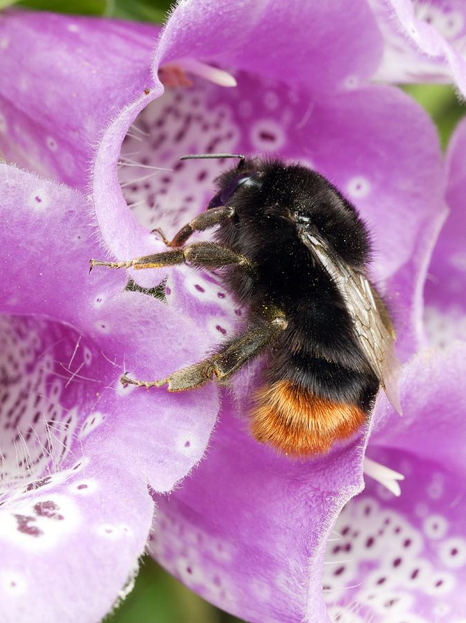 Red-tailed Bumble Bee Photograph by Dr Jeremy Burgess - Pixels