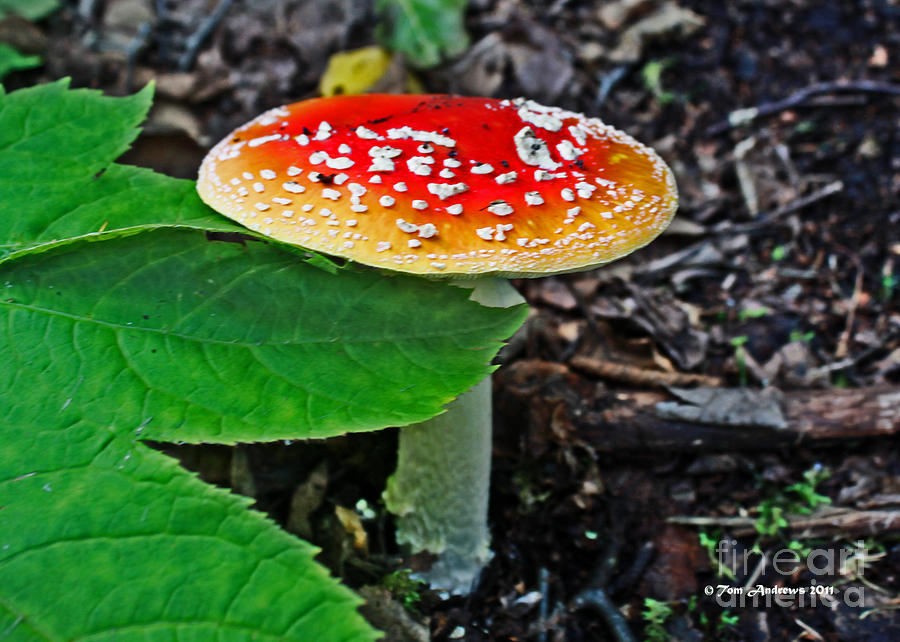 Red Toadstool Photograph by Tom Andrews - Fine Art America