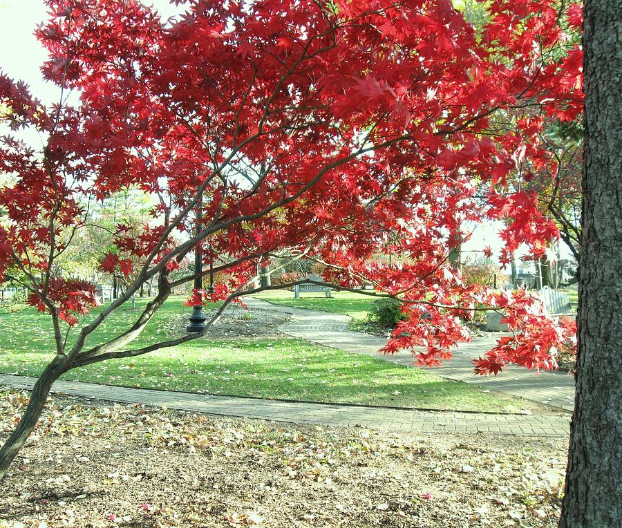 Red Tree Photograph by Todd Sherlock - Fine Art America