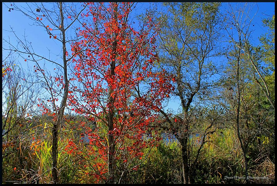 Red Tree Photograph by Vanessa Parent - Fine Art America