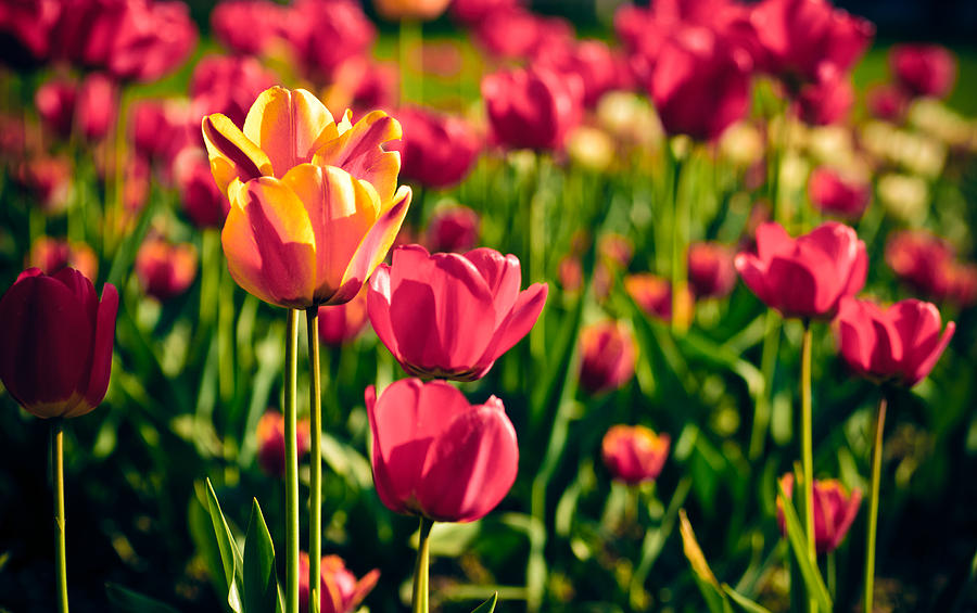 Red tulips field Photograph by Oksana Kovach - Fine Art America