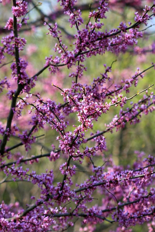 Redbuds Photograph by David Dunham - Fine Art America
