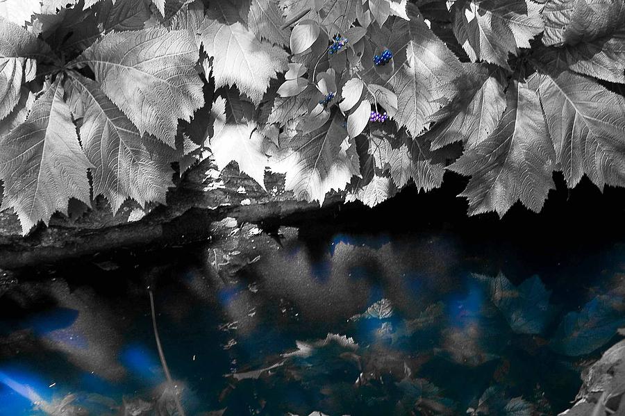 Reflections 2 Photograph by Michael Ray - Fine Art America