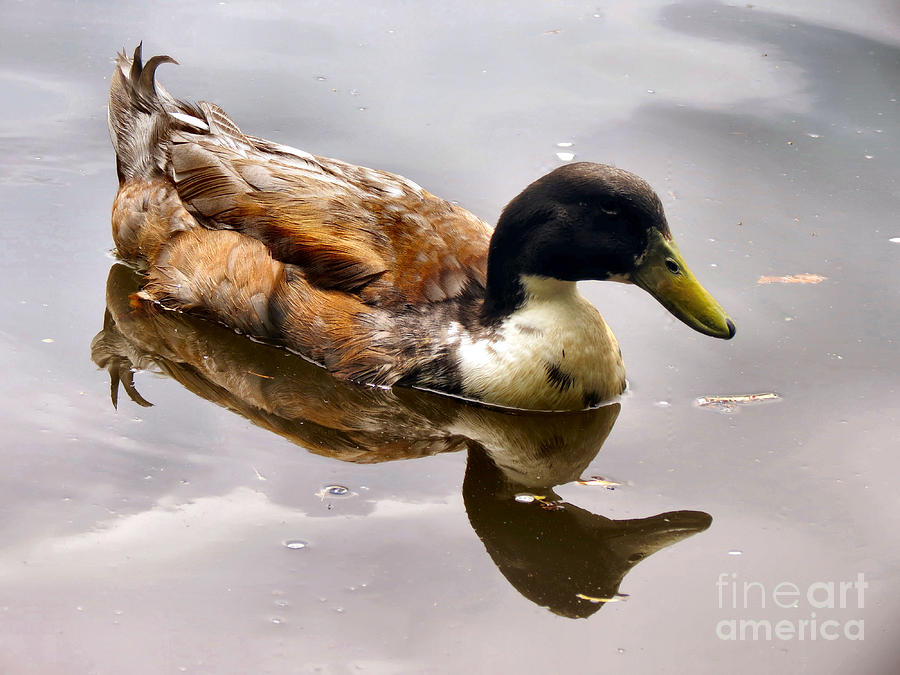 Reflections Photograph by Art Dingo - Fine Art America