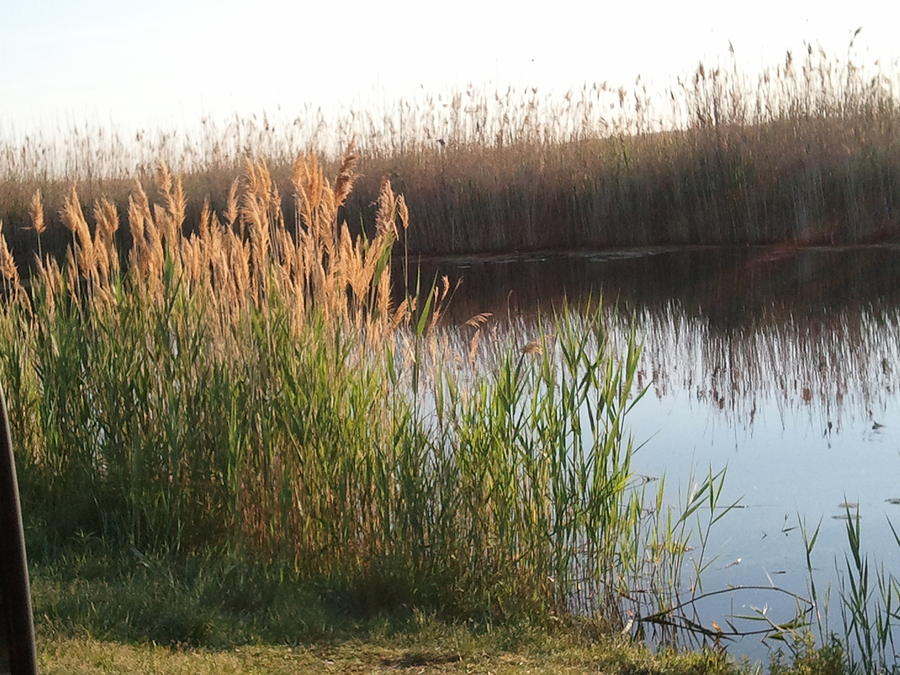 Reflections3 Photograph by Chrissy Harmon - Fine Art America