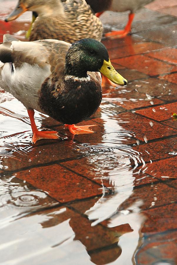 Reflective Duck Photograph by Tony Ballas | Fine Art America