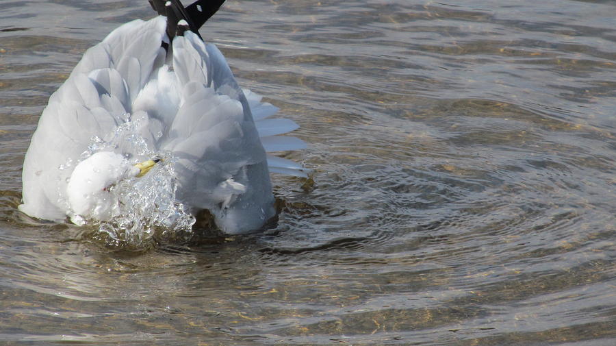 Refreshing Splash Photograph by Loretta Pokorny - Fine Art America
