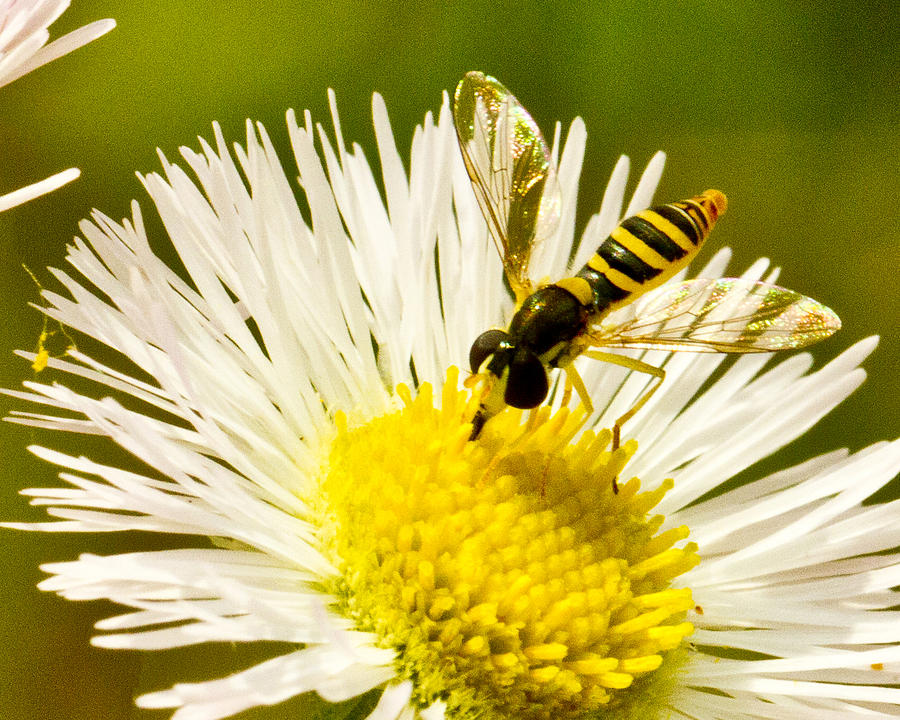 Refueling Photograph by Dean Bennett - Fine Art America