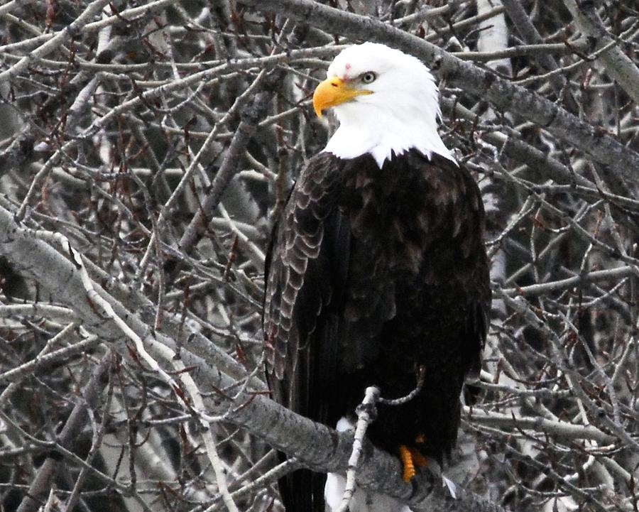 Regal Eagle Photograph by Don Mann - Fine Art America
