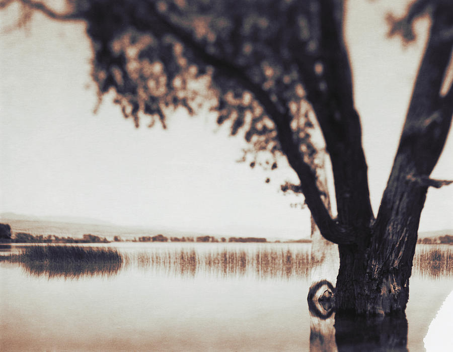 Reservoir tree Photograph by Patrick House - Pixels