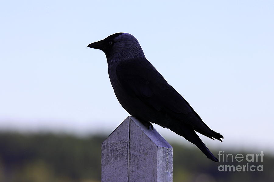 Resting bird Photograph by Kyra Munk Matustik | Fine Art America
