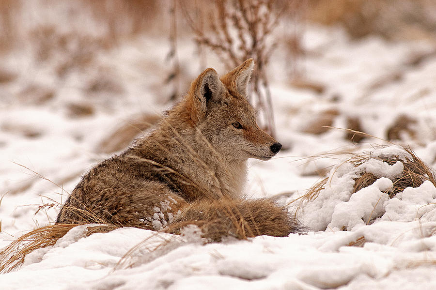 Resting hunter Photograph by Earl Nelson - Fine Art America