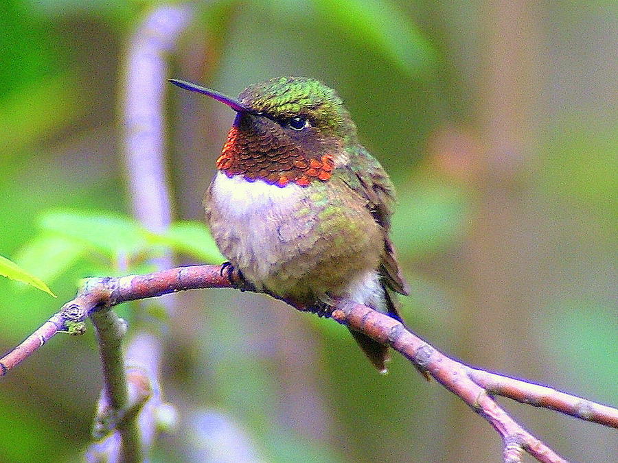 Resting Ruby Photograph by Don Downer - Fine Art America
