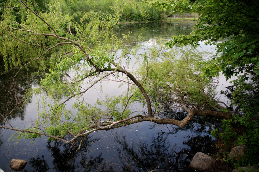 Resting Tree Photograph by Barry Doherty - Fine Art America