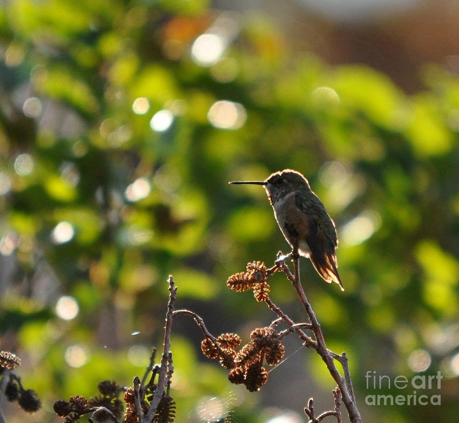 Hummingbird Resting Photograph by Virginia Black - Fine Art America
