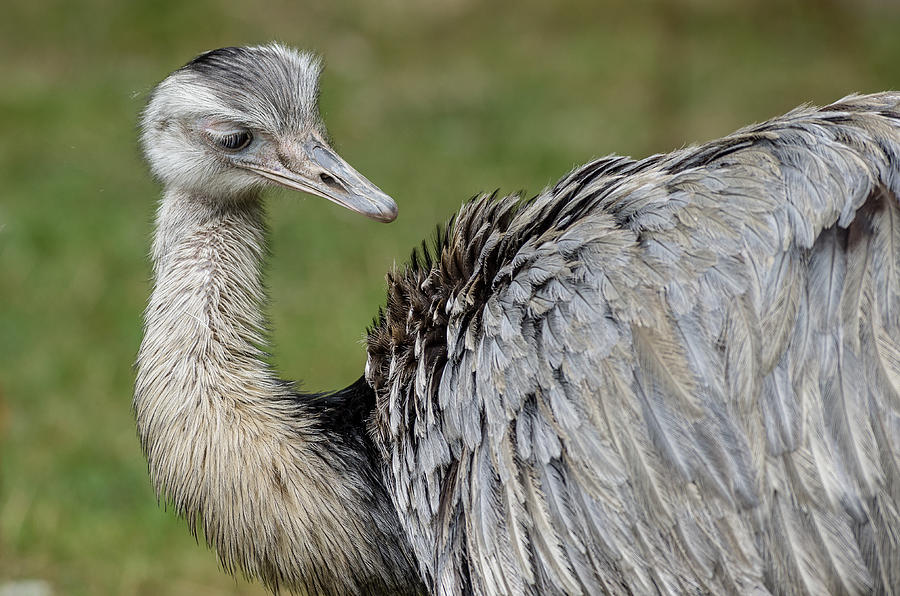 Rhea Curiousity Photograph by Greg Nyquist | Fine Art America