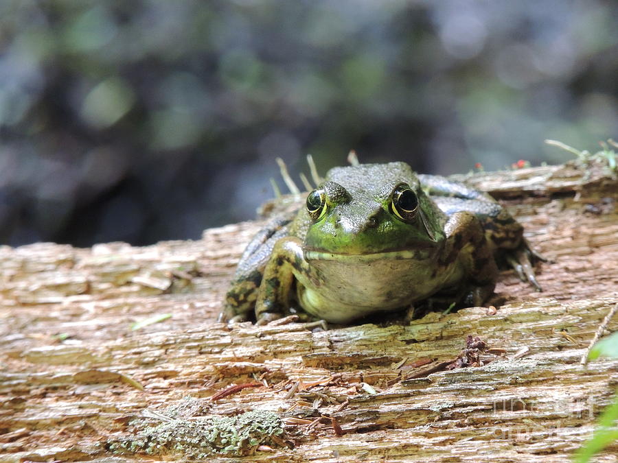 Ribbit Photograph by Mariah Stone - Fine Art America