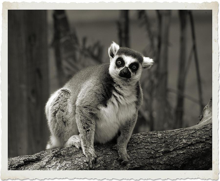 Ringtailed Lemur Photograph by Brian Grady | Fine Art America