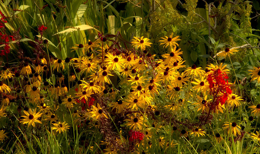 Riot Of Wildflowers Photograph By Jessica Annalee Fine Art America