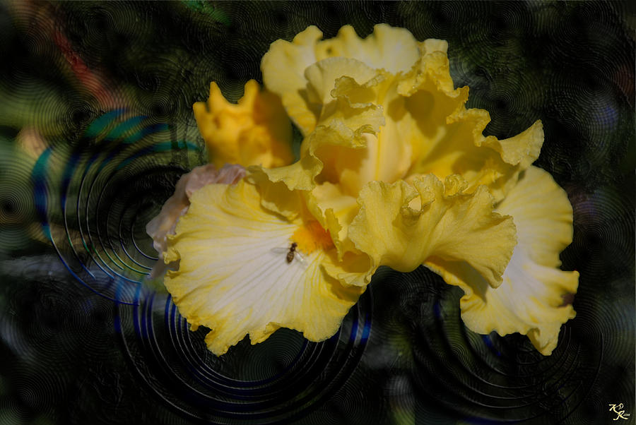 Rippling Iris Photograph By Devin Rader Fine Art America