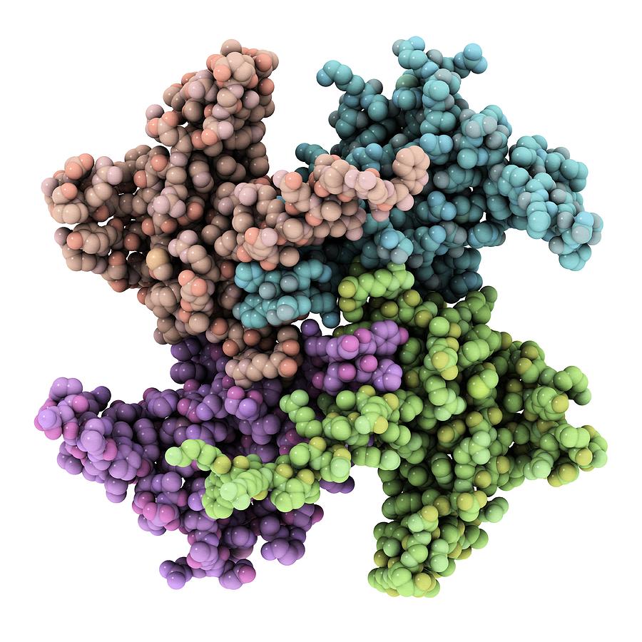 Rna Processing Protein, Molecular Model by Science Photo Library