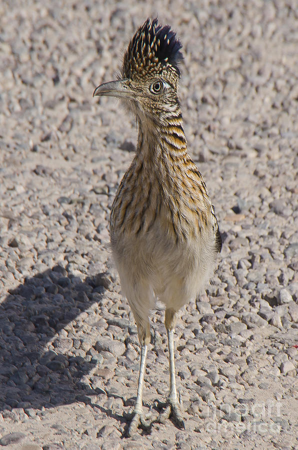Road Runner A Photograph by Larry White - Fine Art America
