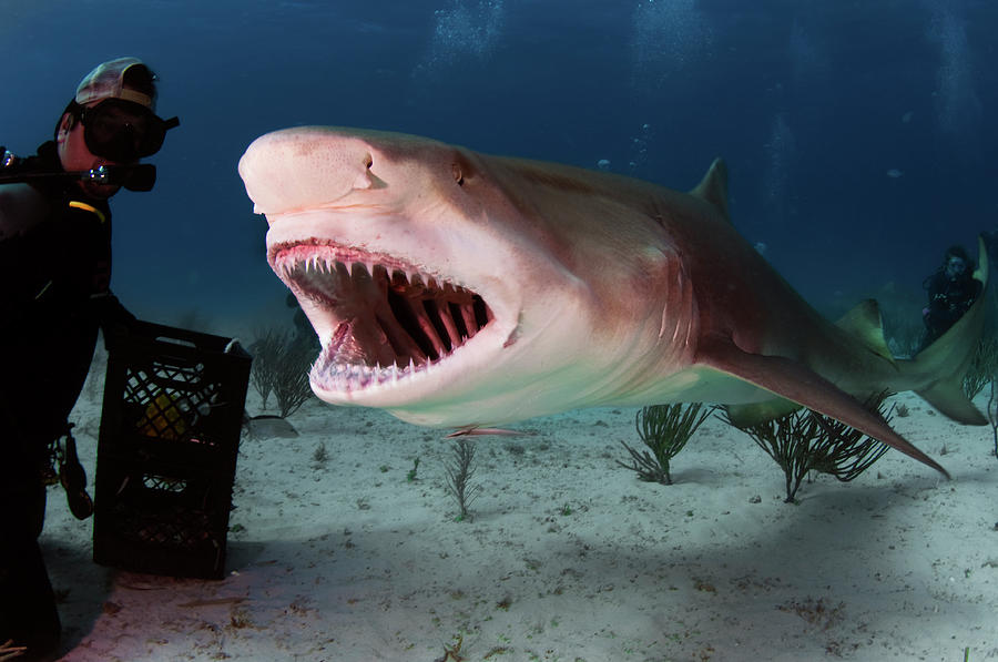 Roar Photograph by Greg Amptman - Fine Art America