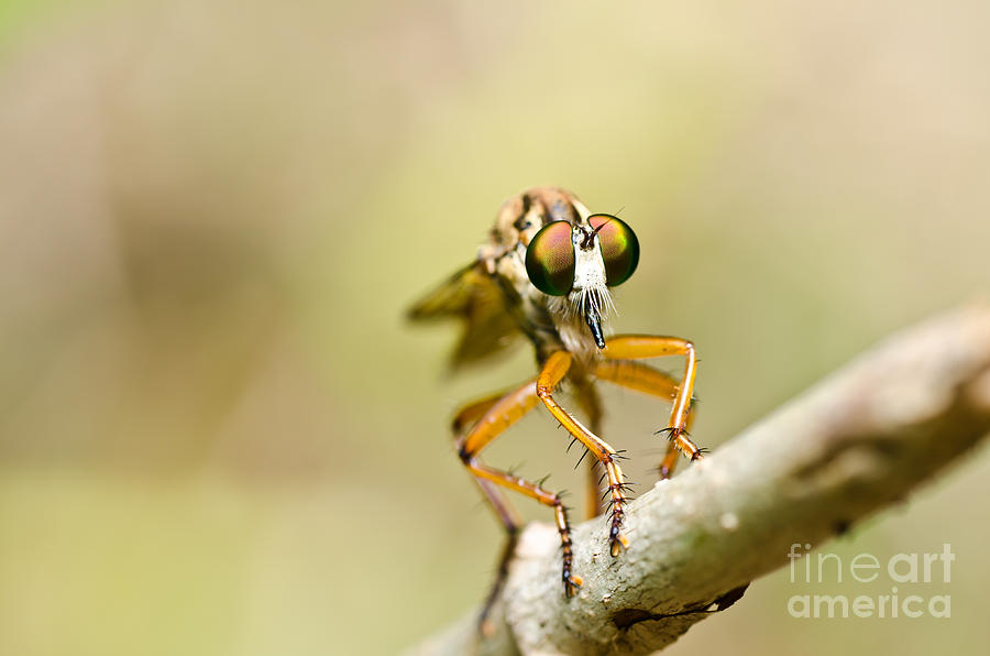Robberfly Photograph by Peerasith Chaisanit - Fine Art America
