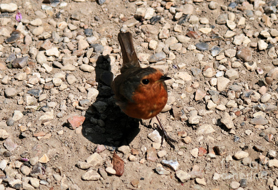 Robin 3 Photograph by Ruth Hallam - Fine Art America