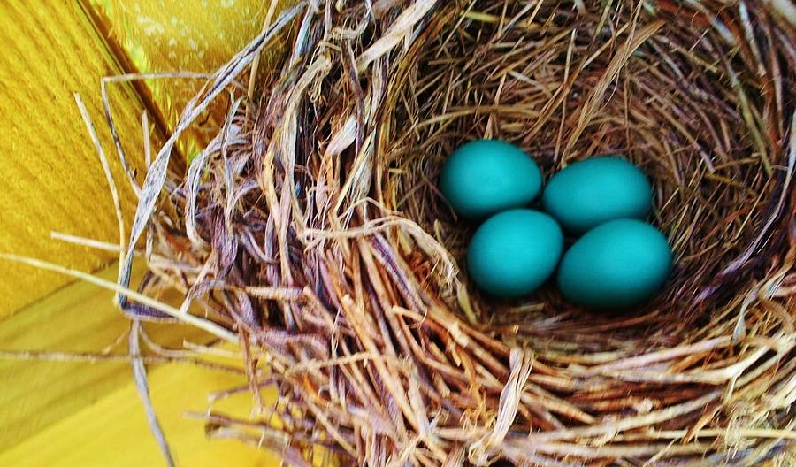 Robin Eggs Photograph by Sarah Buechler - Pixels