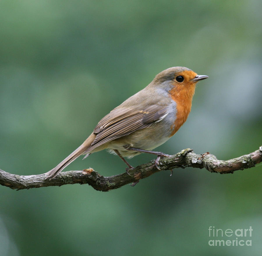 Robin Photograph by Ruth Hallam - Fine Art America