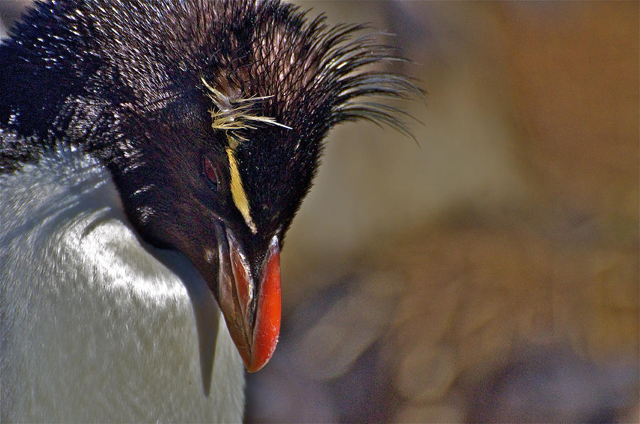 Rockhopper Photograph by Suzanne Smith - Fine Art America