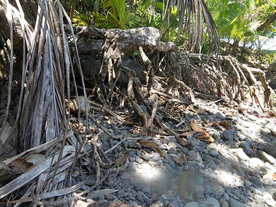 Rocks and Roots 2 Photograph by John Winslow - Fine Art America