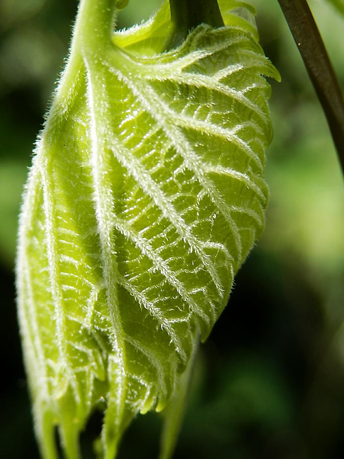 Rolled Fuzzy Grape Leaf Photograph by Beth Akerman - Fine Art America
