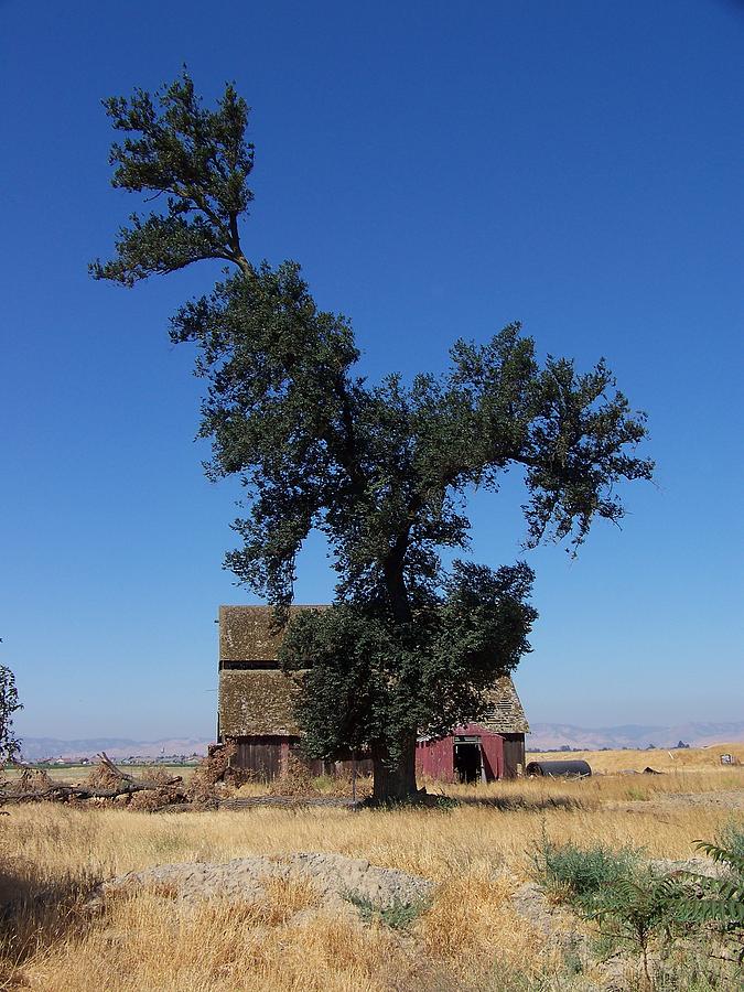 Rooster Tree Photograph by by Michael - Fine Art America