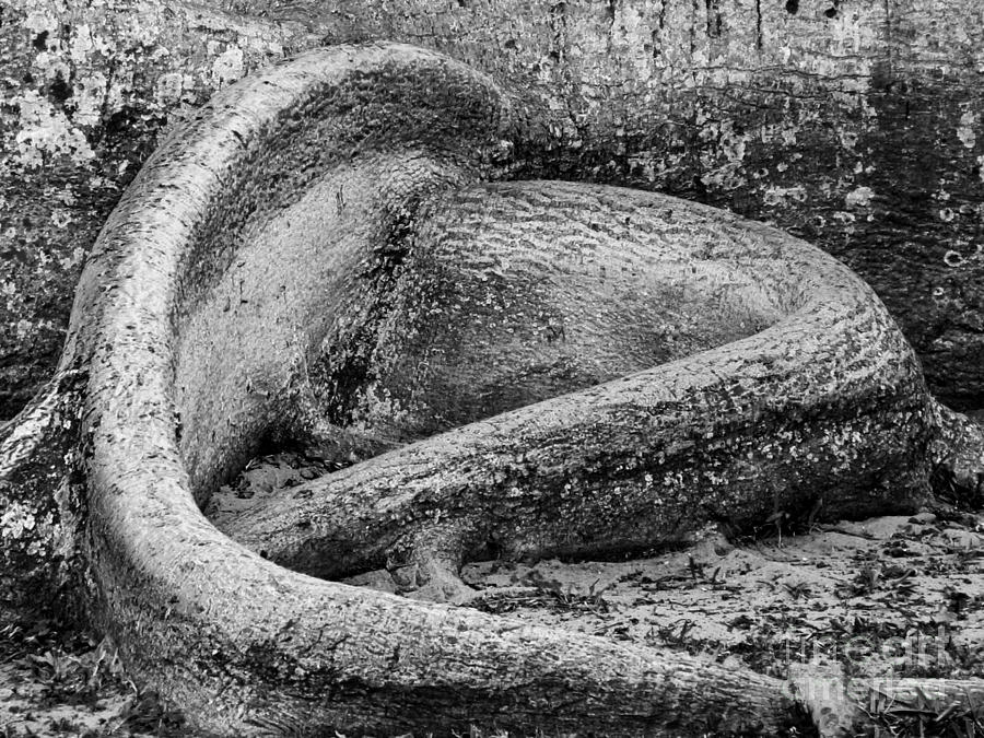 Roots Photograph by Bruce Bain - Fine Art America