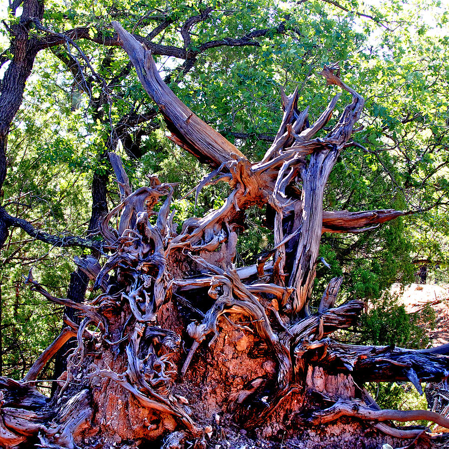 Roots From Hell Photograph by Kurt Gustafson | Pixels