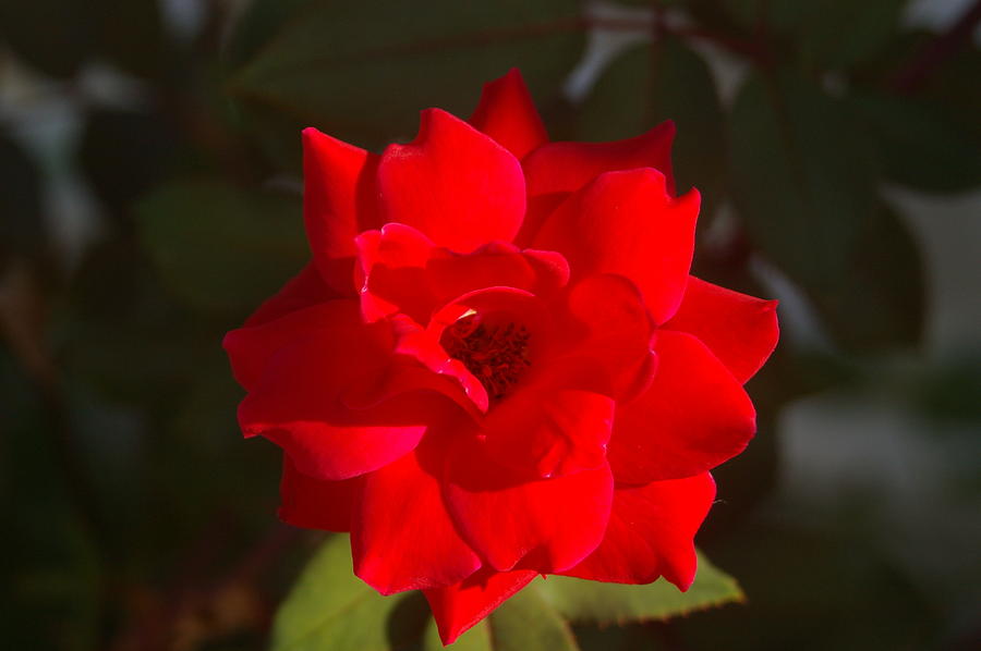 Rose Photograph by Brian Wright | Fine Art America