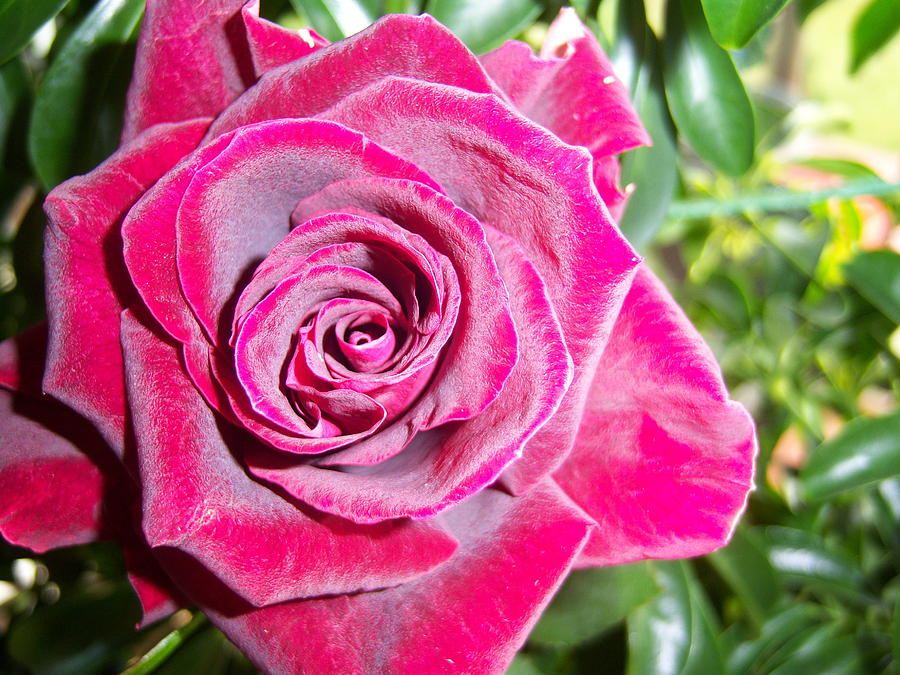 Rose Glow Photograph by Fawn Whelahan - Fine Art America