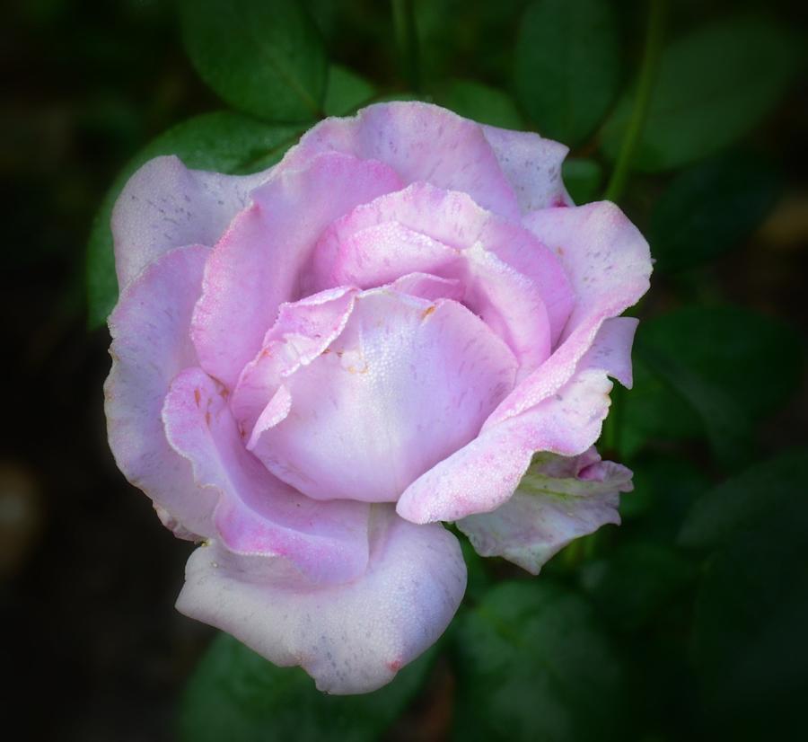 Rose Photograph by John B - Fine Art America