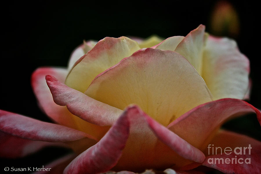 Rose Rising Photograph by Susan Herber - Fine Art America