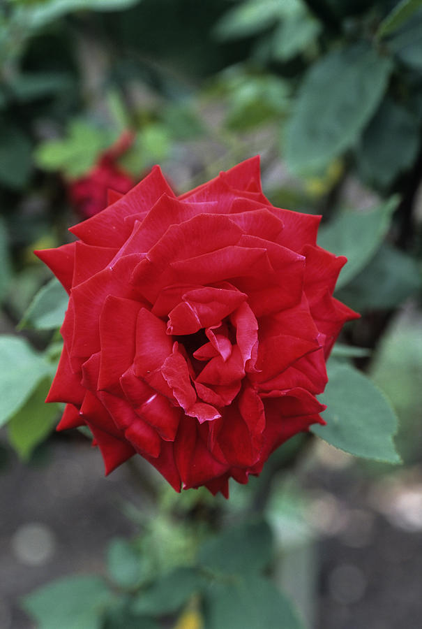 Rose (rosa 'ruby Wedding') by Adrian Thomas / Science Photo Library