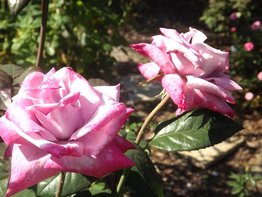 Rosy Roses Photograph By Kathy Budd Fine Art America
