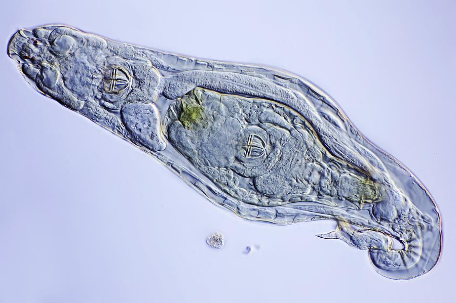 Rotifer, Light Micrograph Photograph by Frank Fox - Fine Art America