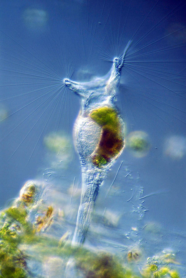 Rotifer Photograph by Sinclair Stammers | Fine Art America