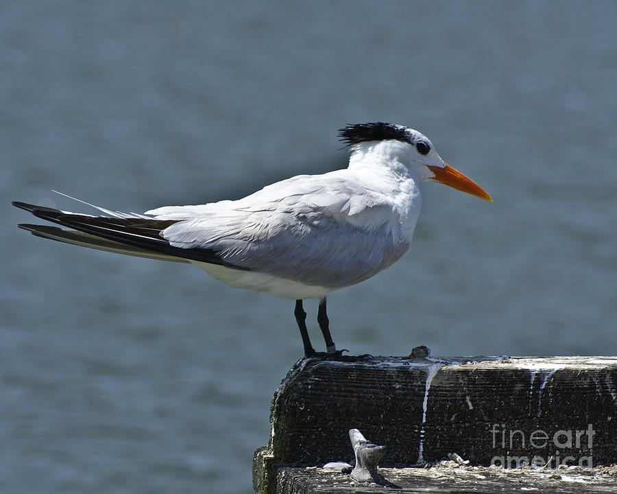 Royal Tern Photograph by Robert Wise - Pixels