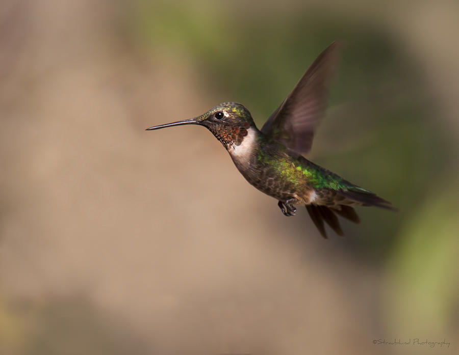 Ruby Photograph by Straublund Photography - Pixels
