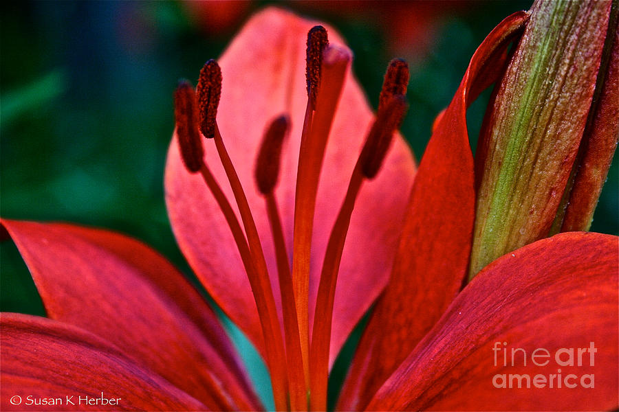 Ruby Slippers Photograph by Susan Herber - Fine Art America