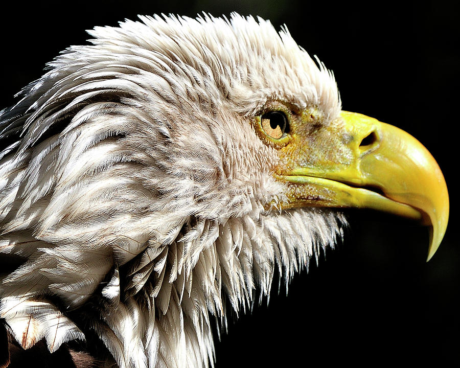 Ruffled Bald Eagle Photograph by Bill Dodsworth - Fine Art America